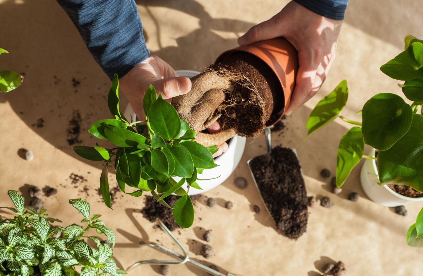 Indoor Bonsai Tree Care - How Do You Care For a Bonsai Tree Indoors?