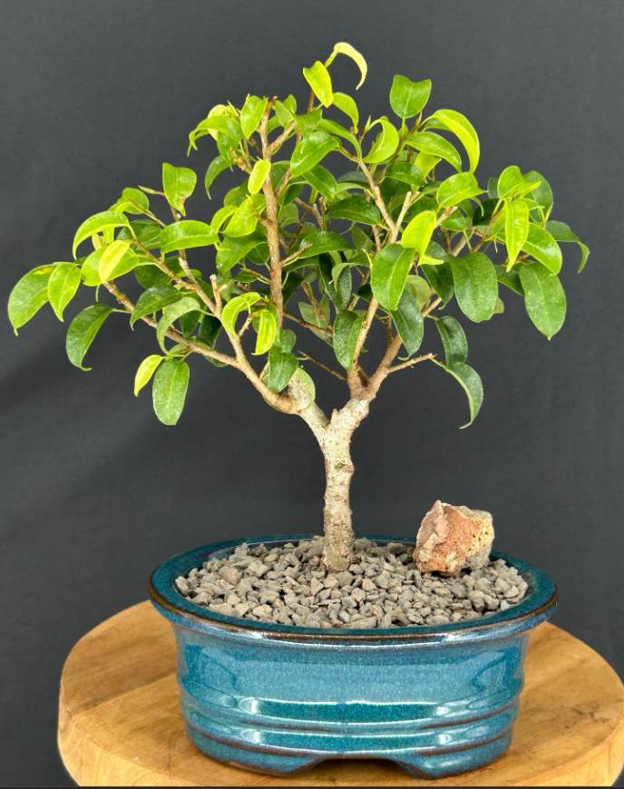Ficus 'Too Little' Bonsai – Mini & Hardy - Green Bonsai