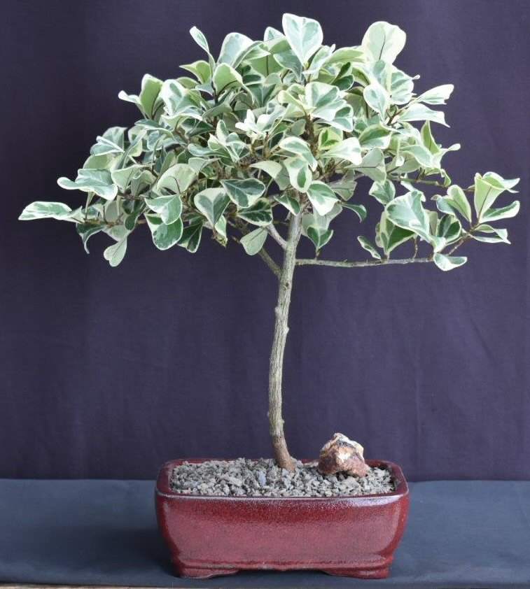 Variegated Ficus Triangularis Bonsai - Green Bonsai