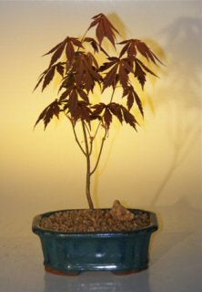 Japanese Red Maple Bonsai Tree - Small | Green Bonsai